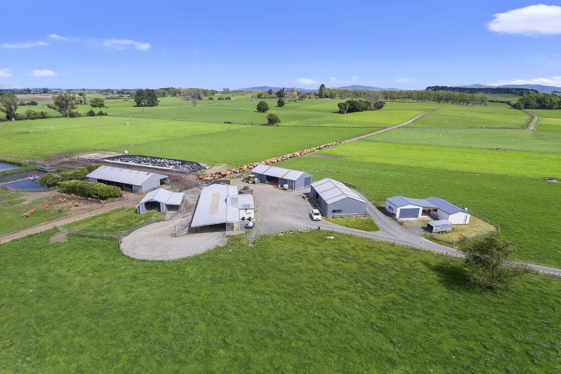 East Waikato dairy farm jewel for sale is a rare opportunity